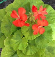 Crystal Palace Gem (1869)