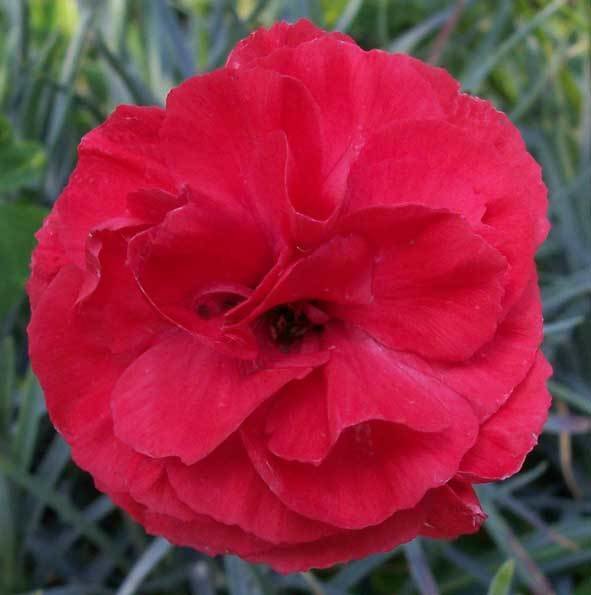 Linfield Pink Margaret (1997)