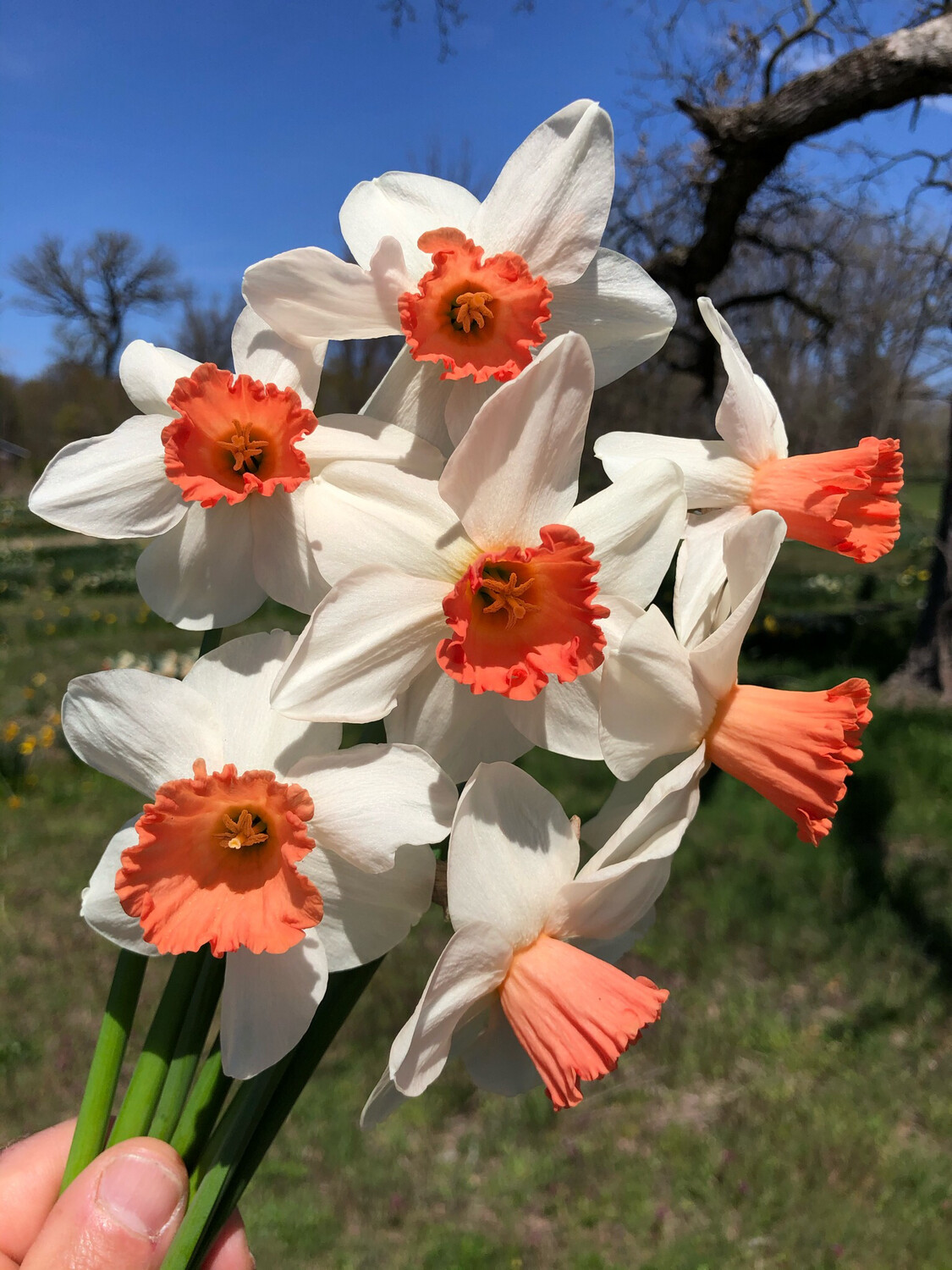 Magic Charm - Store - PHS Daffodils