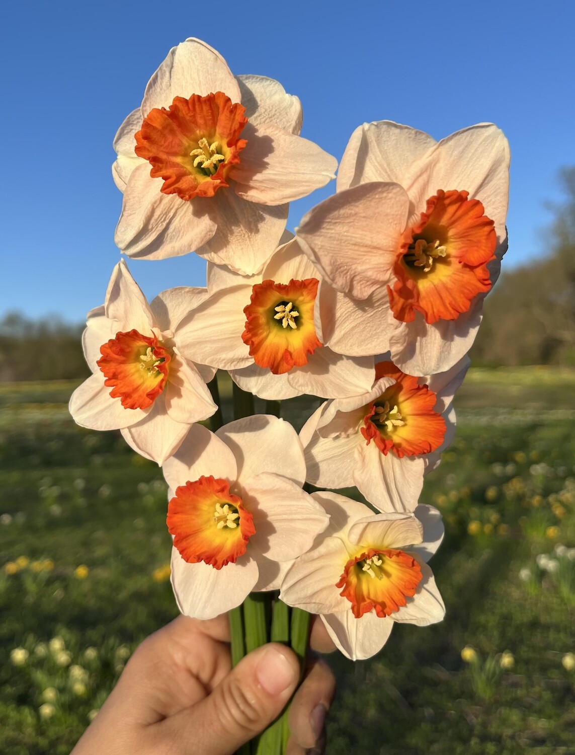 Pinkie Lee - Store - PHS Daffodils