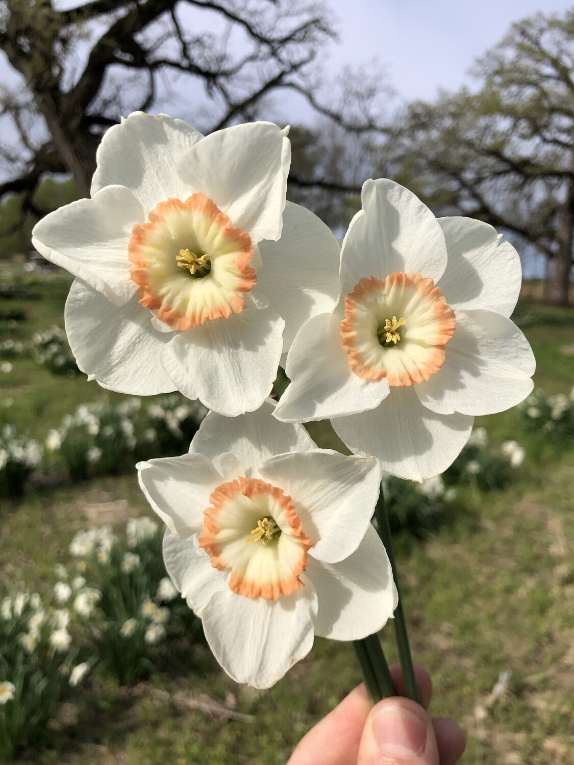 Pink Circle - Store - PHS Daffodils