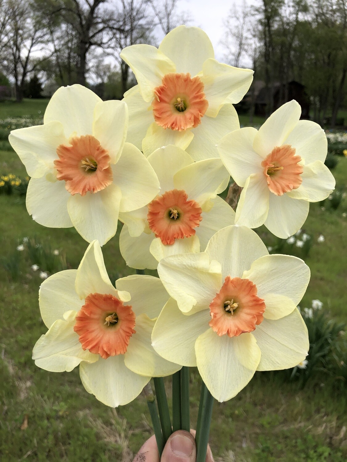 Banshee - Store - PHS Daffodils
