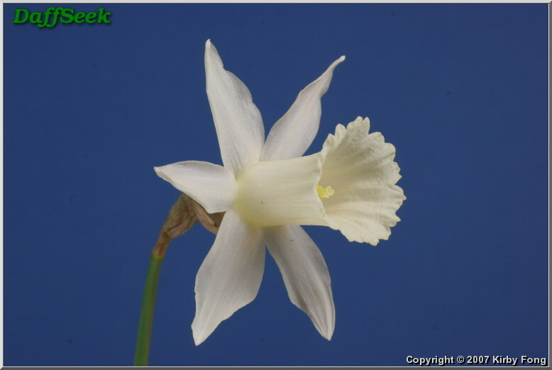 Alec Gray - Store - PHS Daffodils