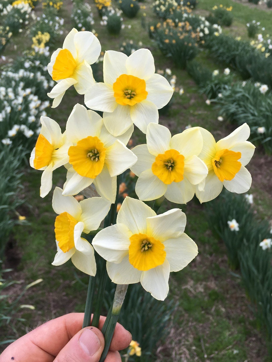 Hope Taft - Store - PHS Daffodils