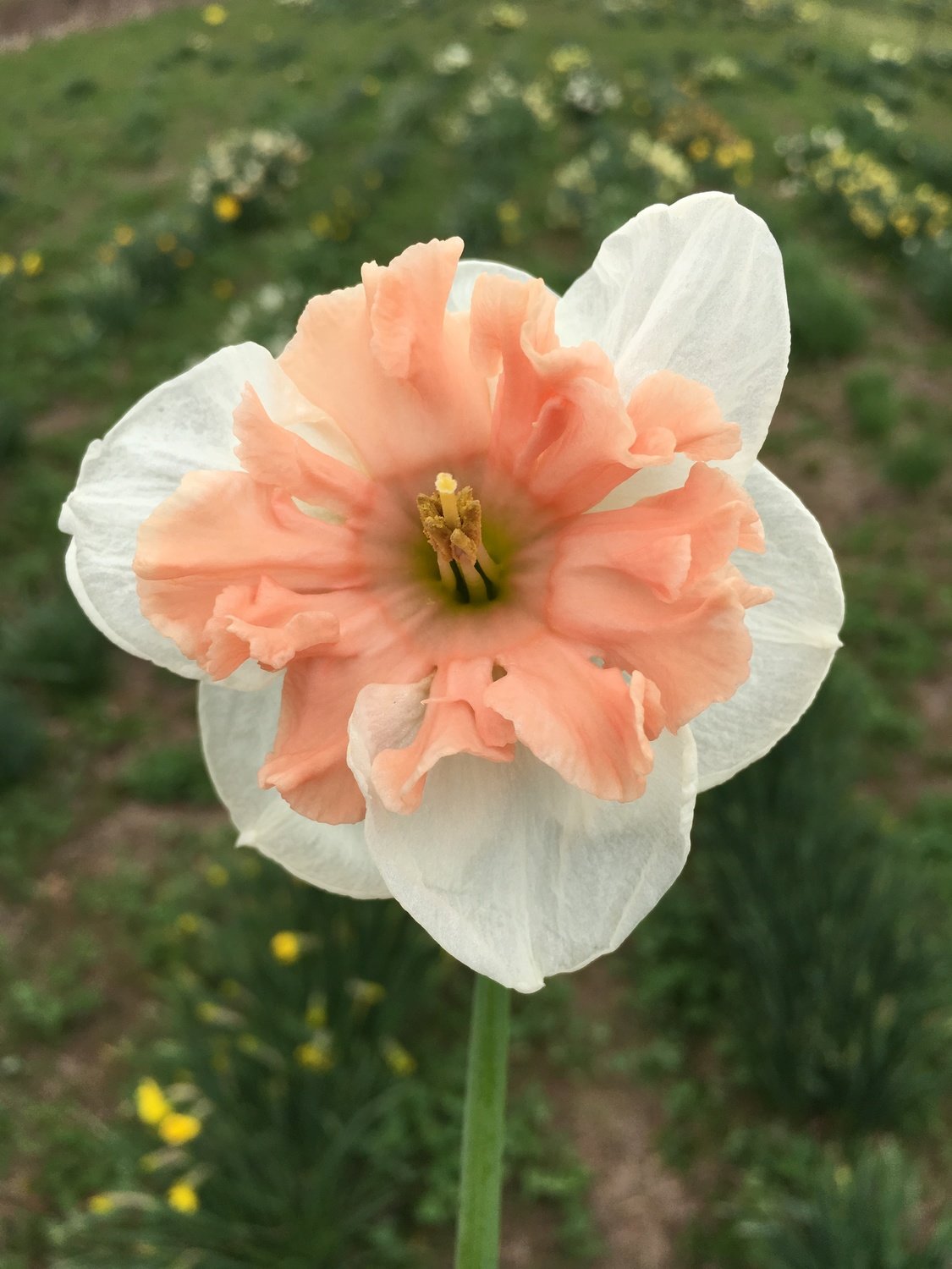 Fire Drill - Store - PHS Daffodils