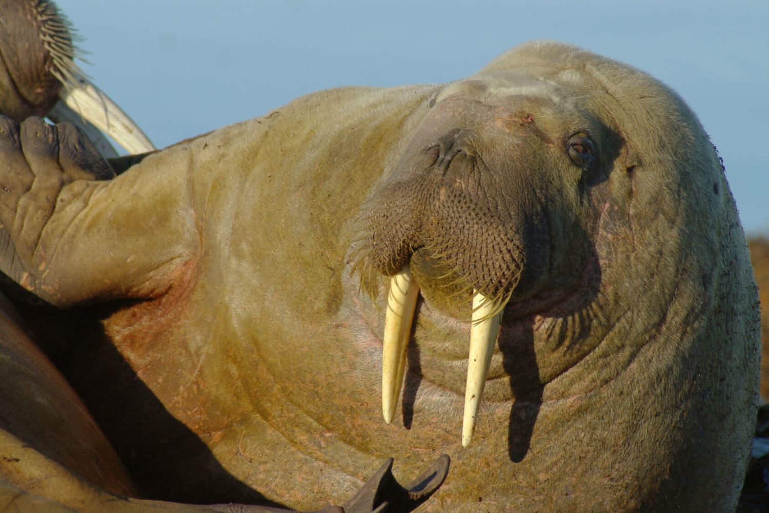 Adopt A Walrus