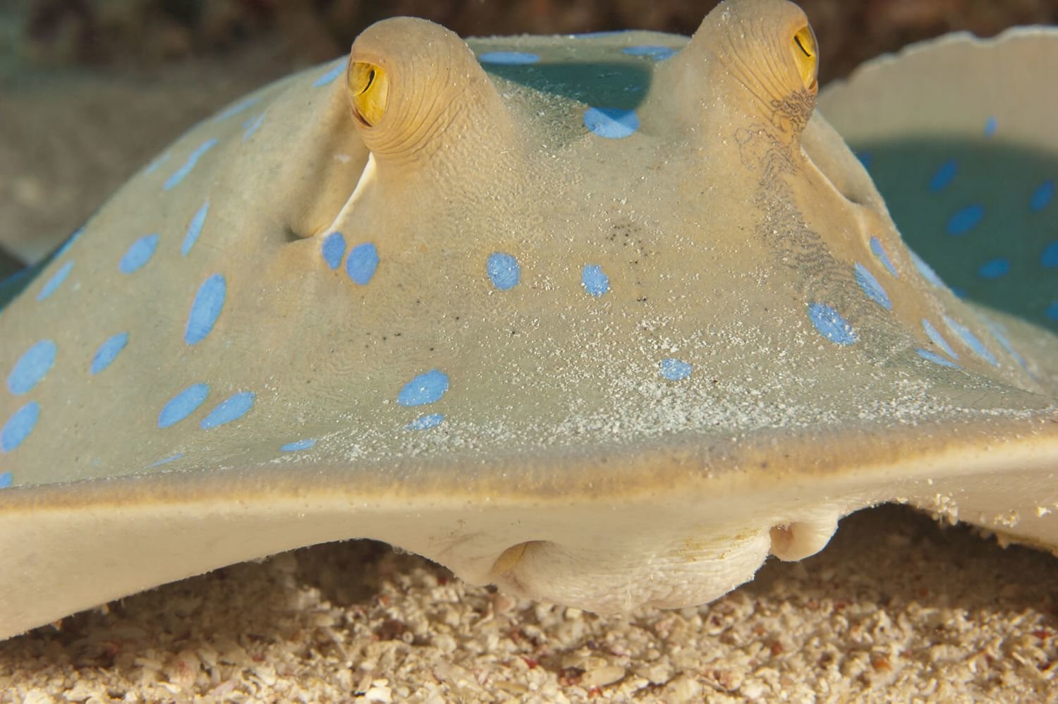 Adopt A Stingray Adopt A Stingray