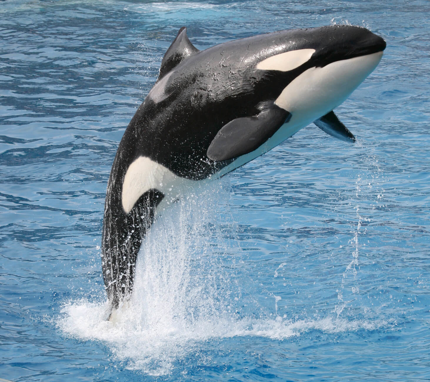 Adopt An Orca