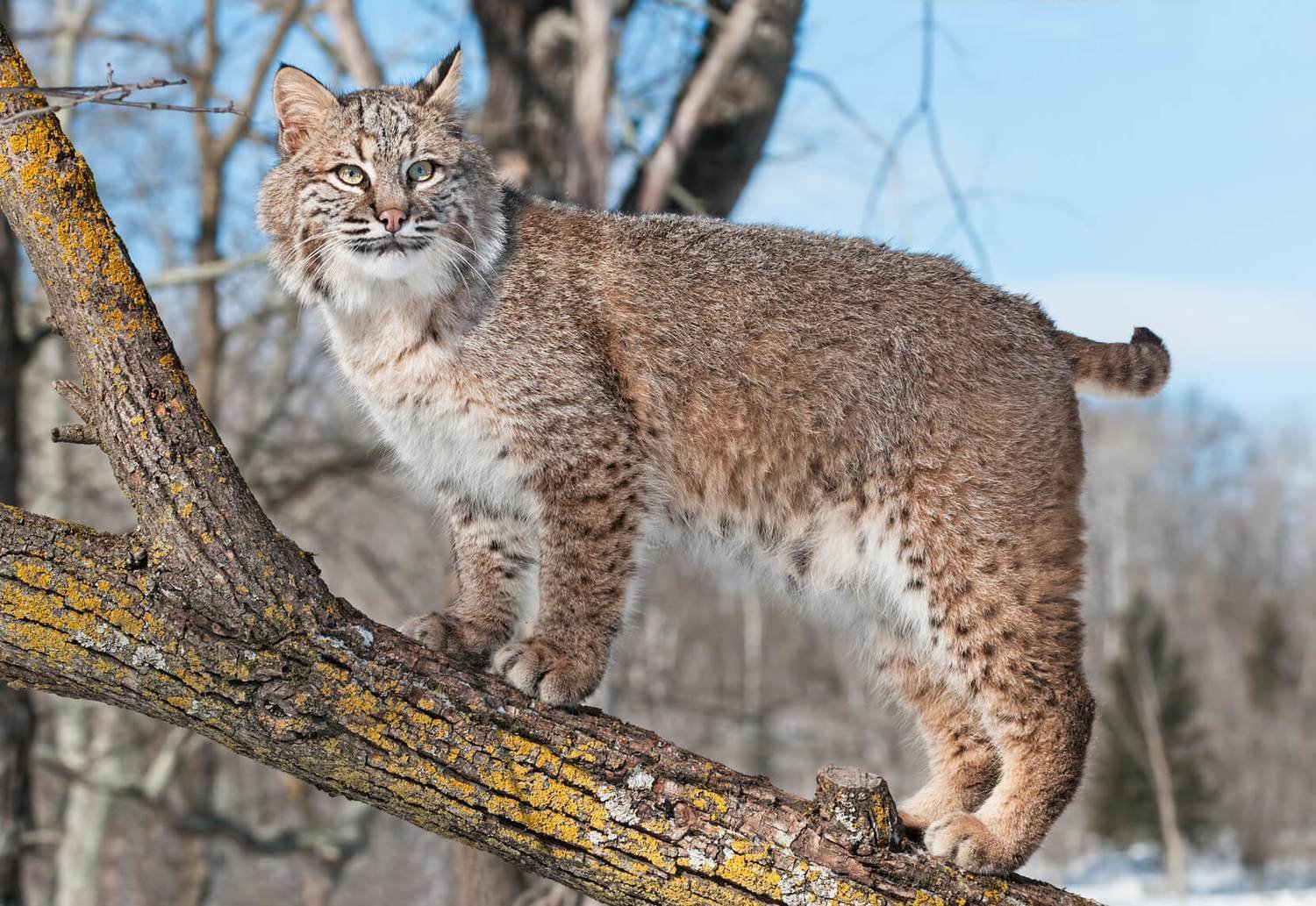 Adopt A Bobcat