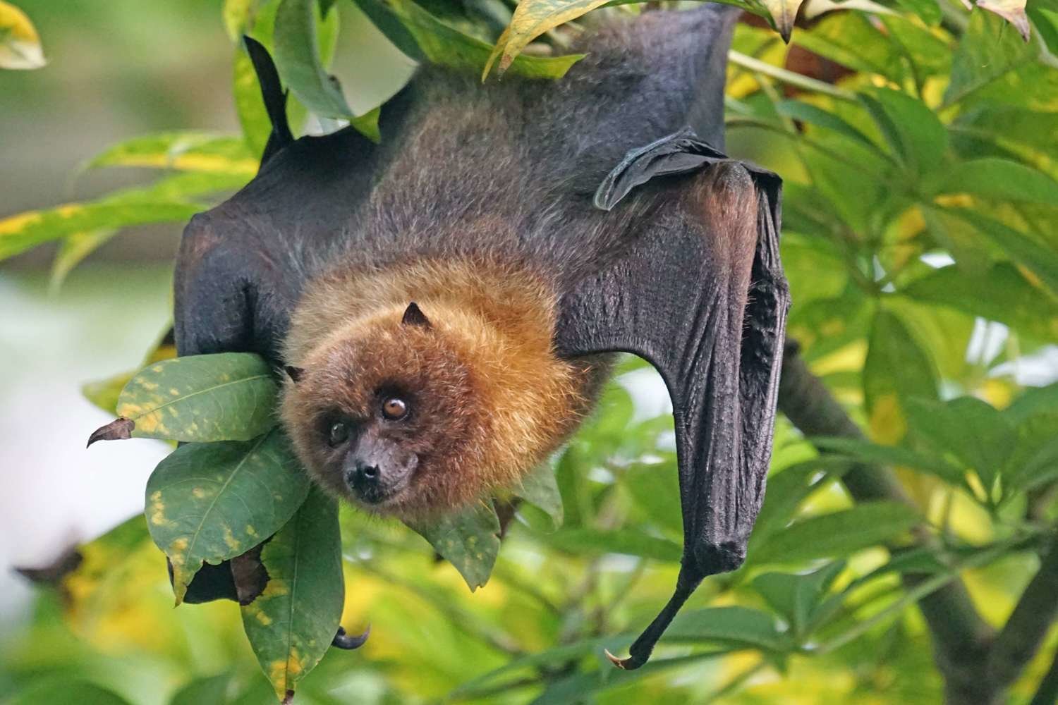 Adopt A Fruit Bat