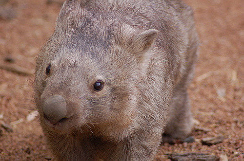 Adopt A Wombat