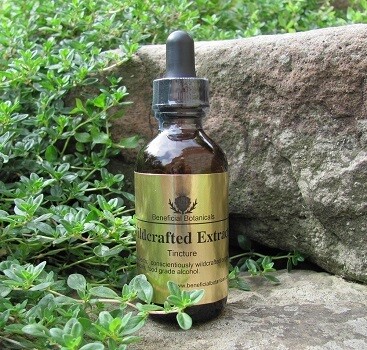 Mullein Root Tincture – Beneficial Botanicals – Store – Beneficial ...