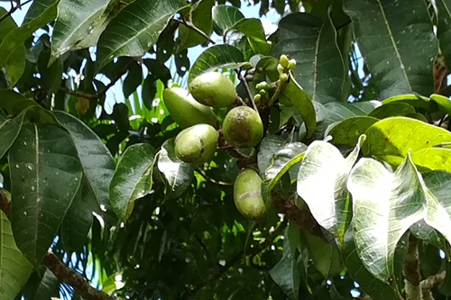 Elemi Essential Oil (Canarium ovatum) | CDLnaturals Philippines