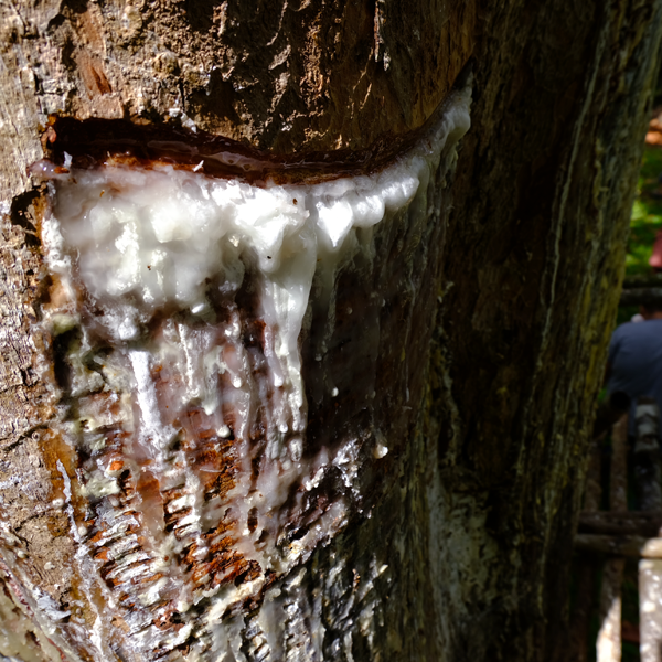 Elemi Essential Oil (Canarium luzonicum) Philippines