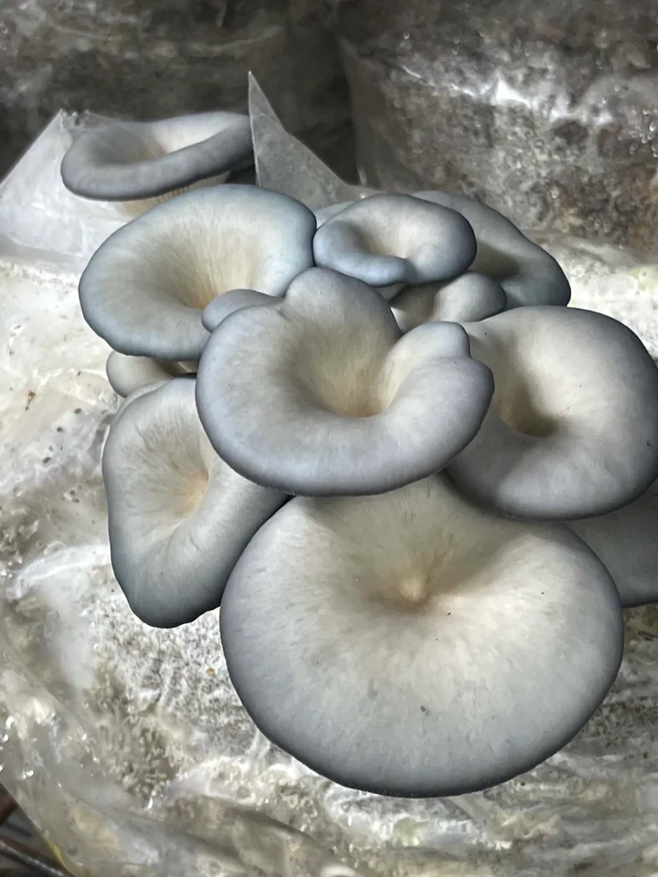 SWM Blue Califonia Oyster Mycelium Liquid Culture - 10ML