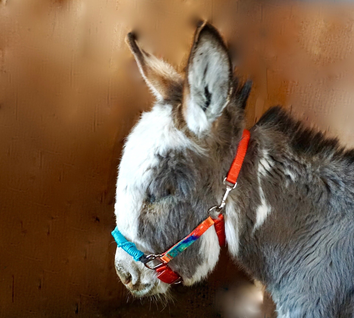 Miniature Donkey YEARLING Halter w/Billie Noseband