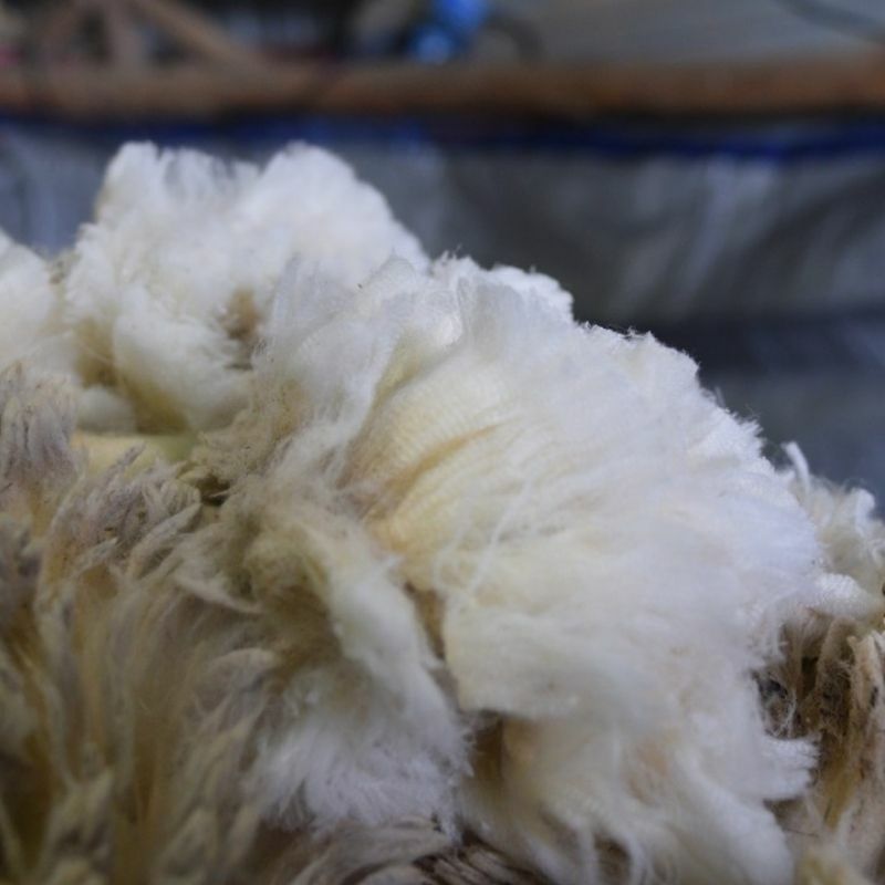 Raw Wool