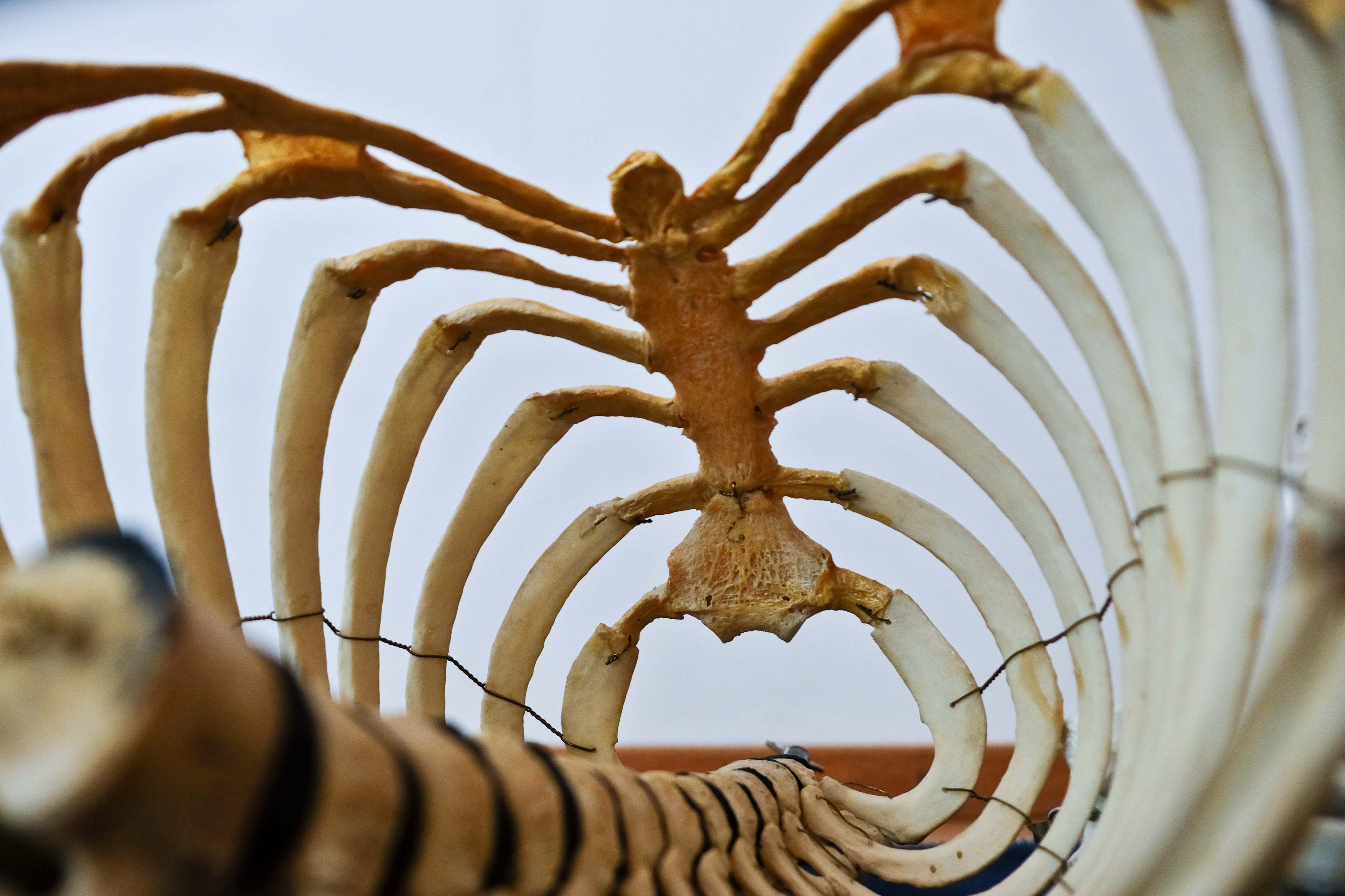 Bones Bones