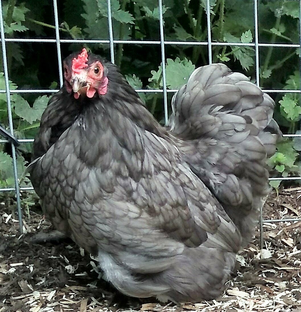 Blue Pekin Bantam Egg - Mix'n'Hatch