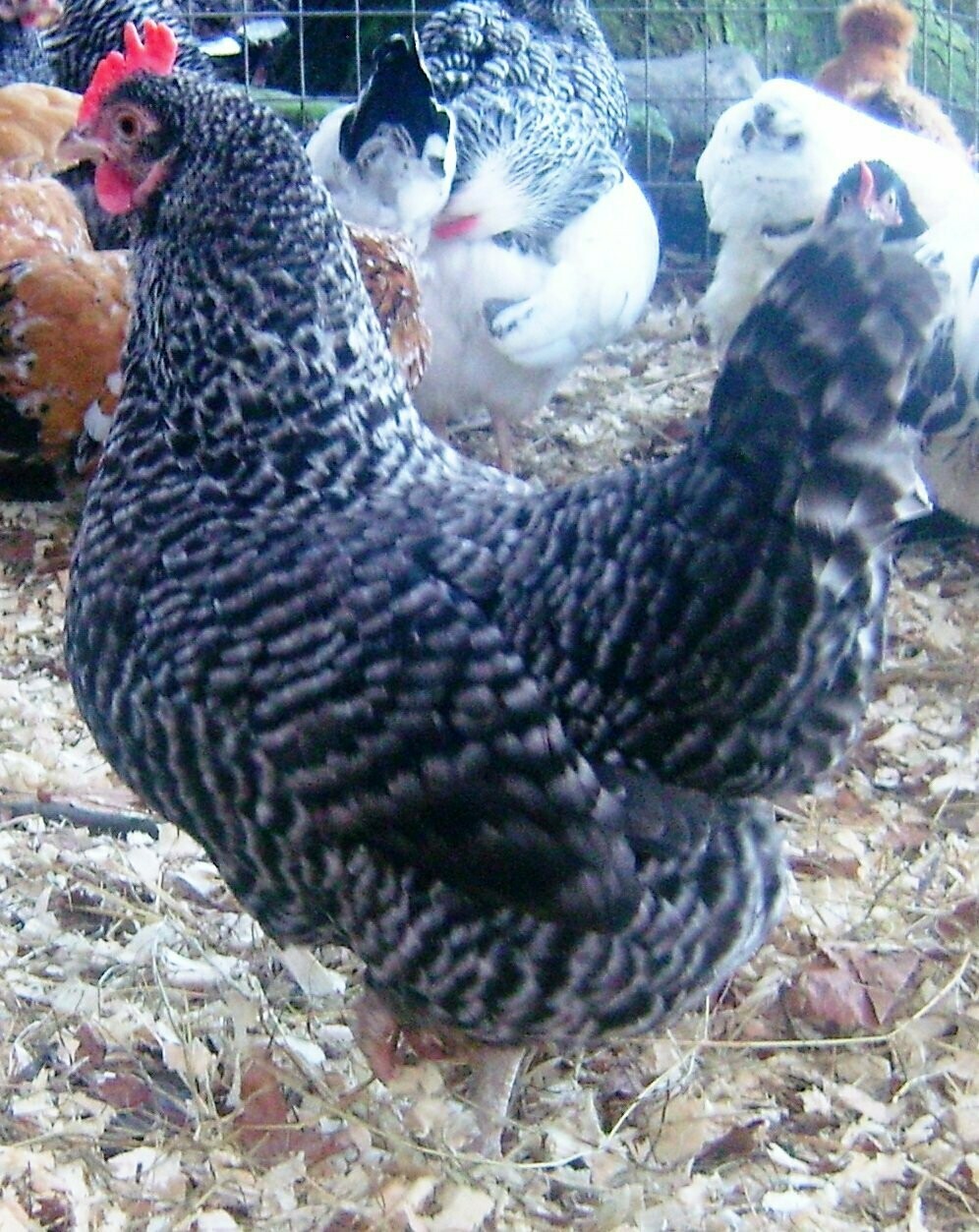 Cuckoo Maran Bantam Hatching Eggs (Pack of 6)