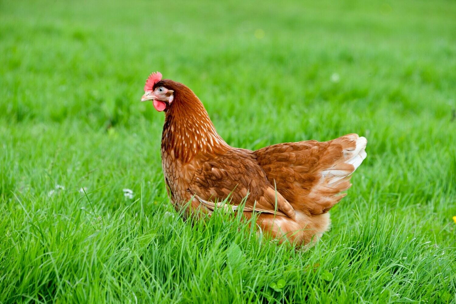 Gingernut Ranger Hen