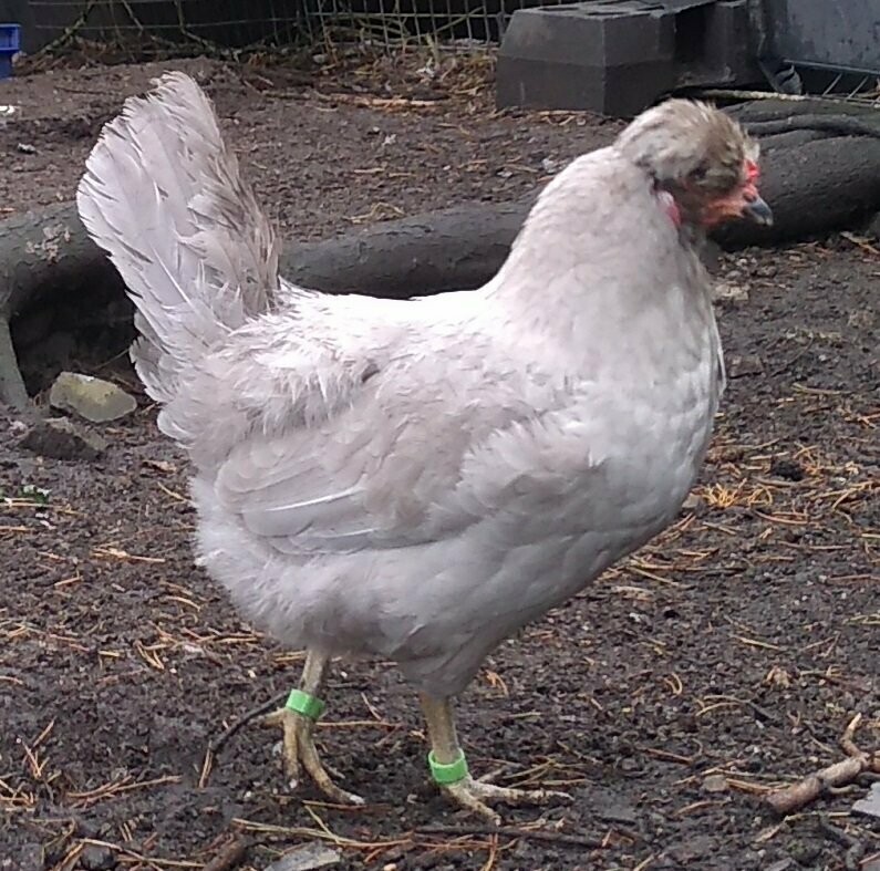 Lavender Araucana Hen (16 weeks old)