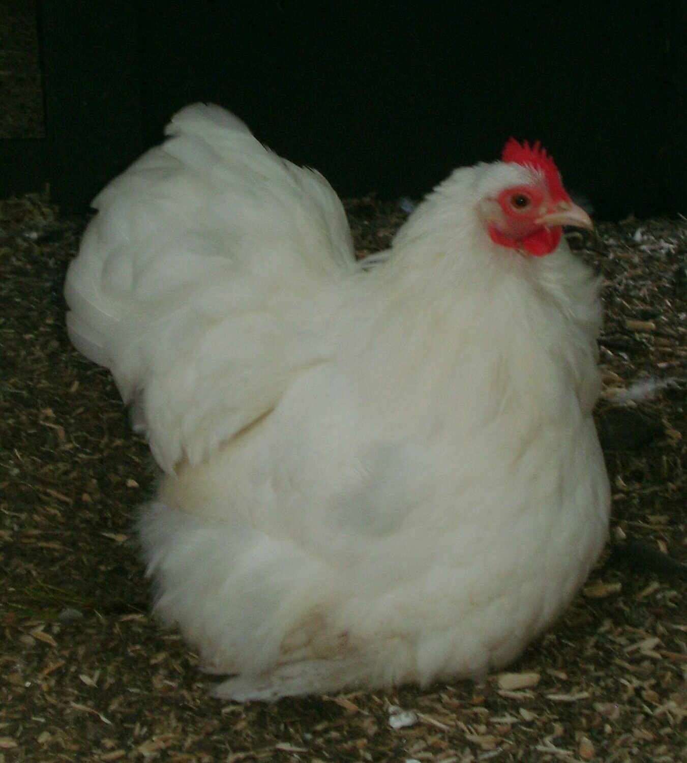 White Pekin Hen (Point of lay)