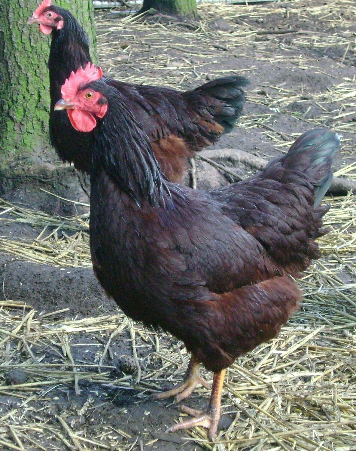 Rhode Island Red Hen (24 weeks old)