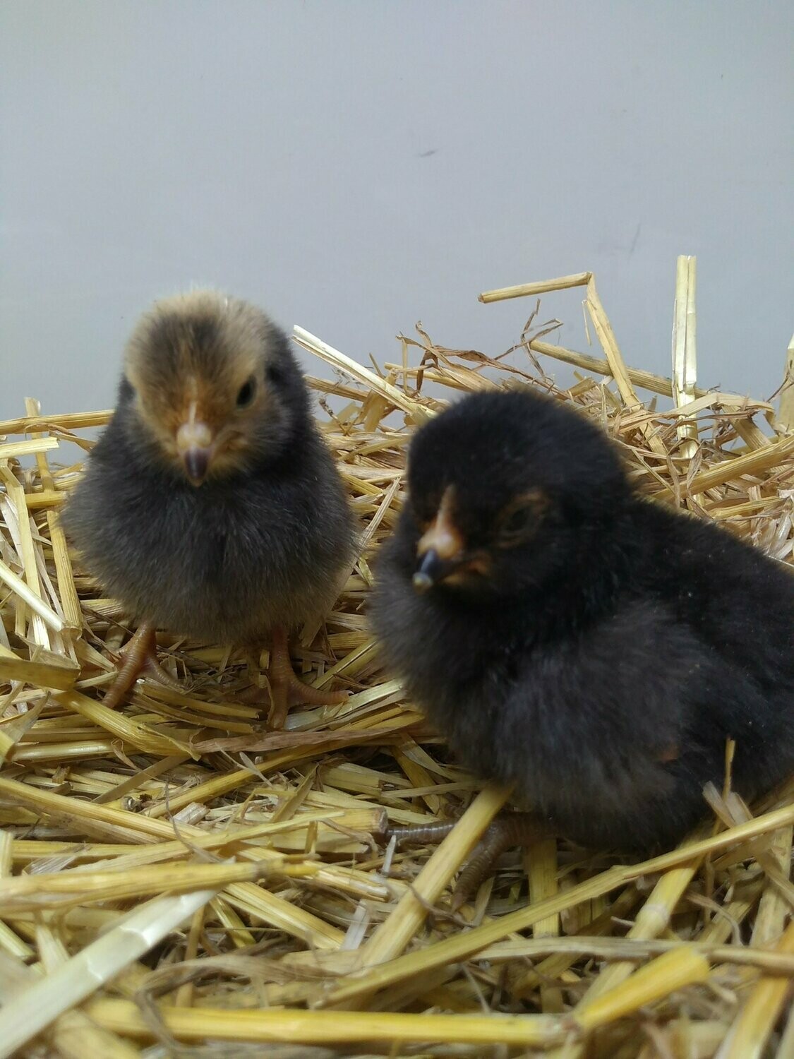 Vorwerk Chick (Unsexed)