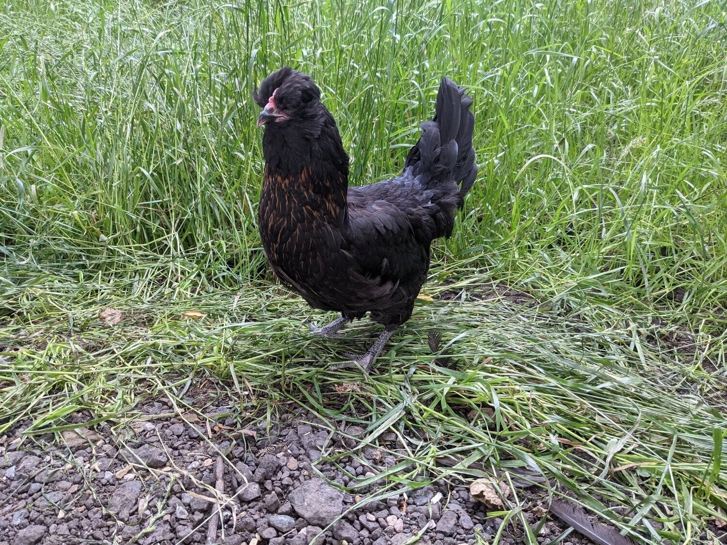 Crested Rock Hen (18 weeks old)