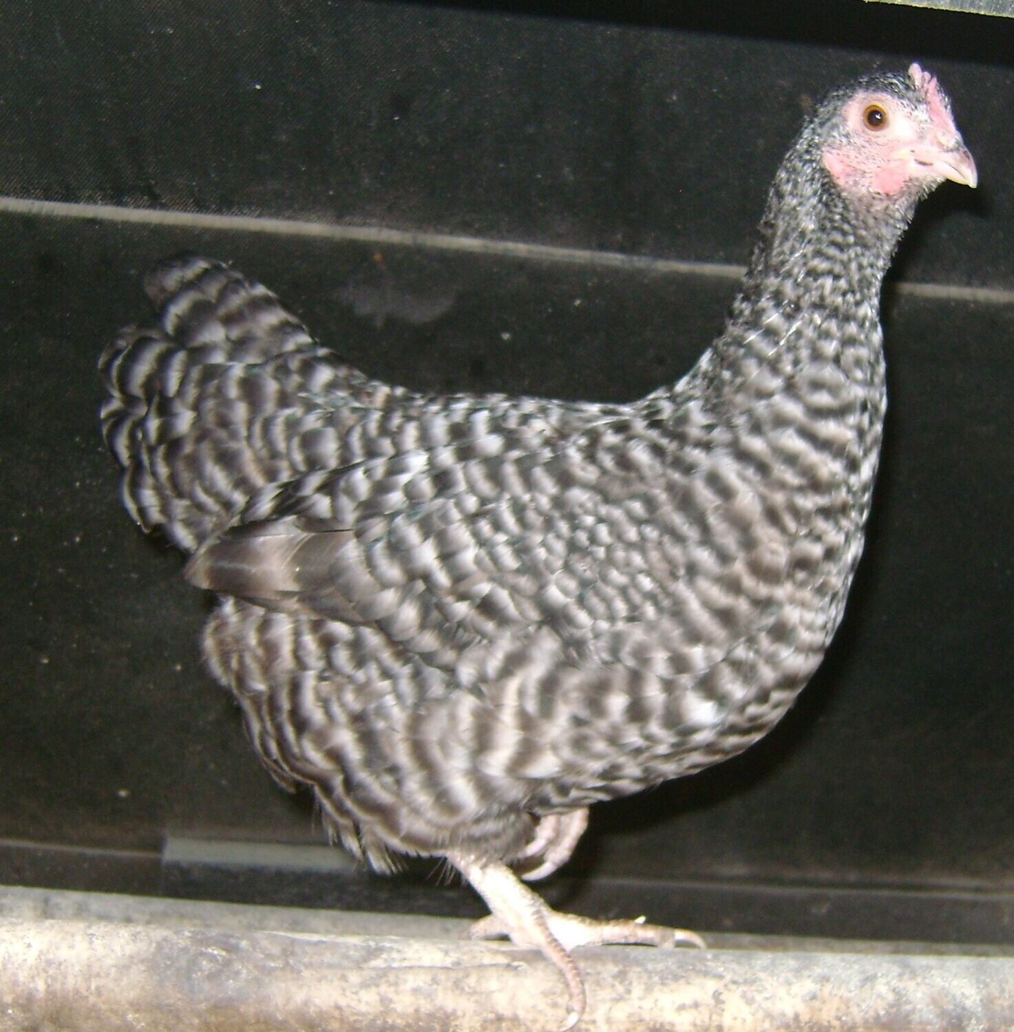 BANTAM Cuckoo Maran Hen
