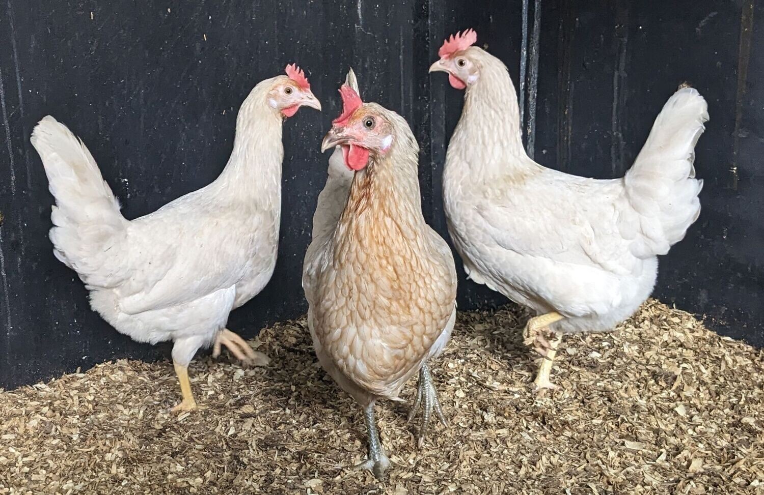 Light Sussex Pure Breed Hen (16 weeks old)