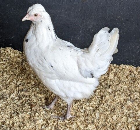 Sapphire Splash Hen (Point of Lay)