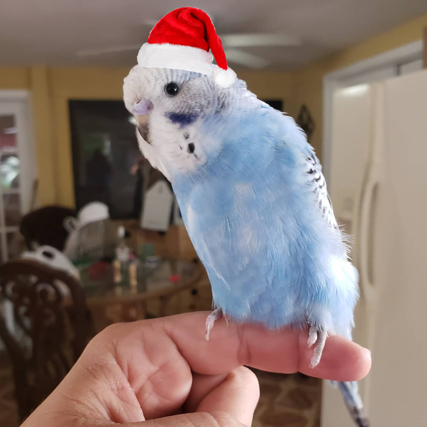 2 Blue English Budgie