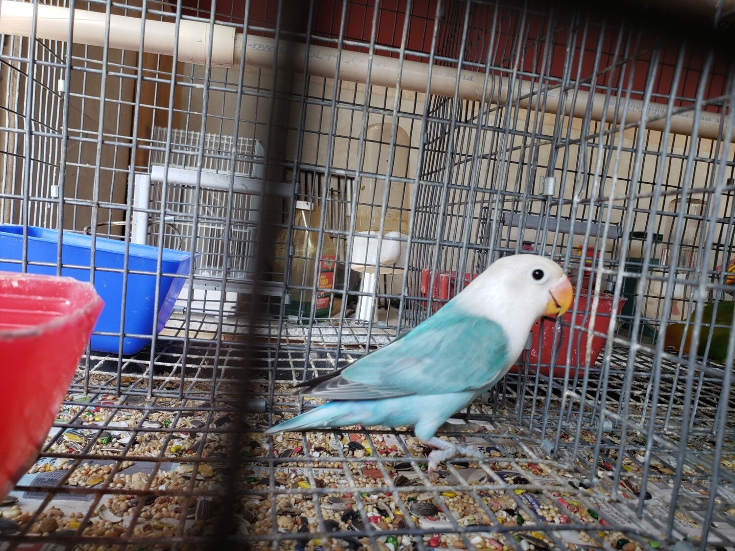 Aqua Blue Male Fisher Lovebird