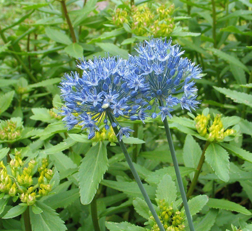 Allium caeruleum, sinilaukka