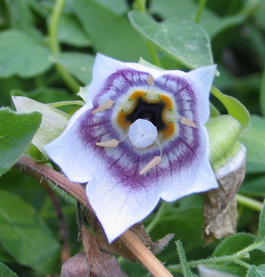 Codonopsis clematidea, lamopeikonkello