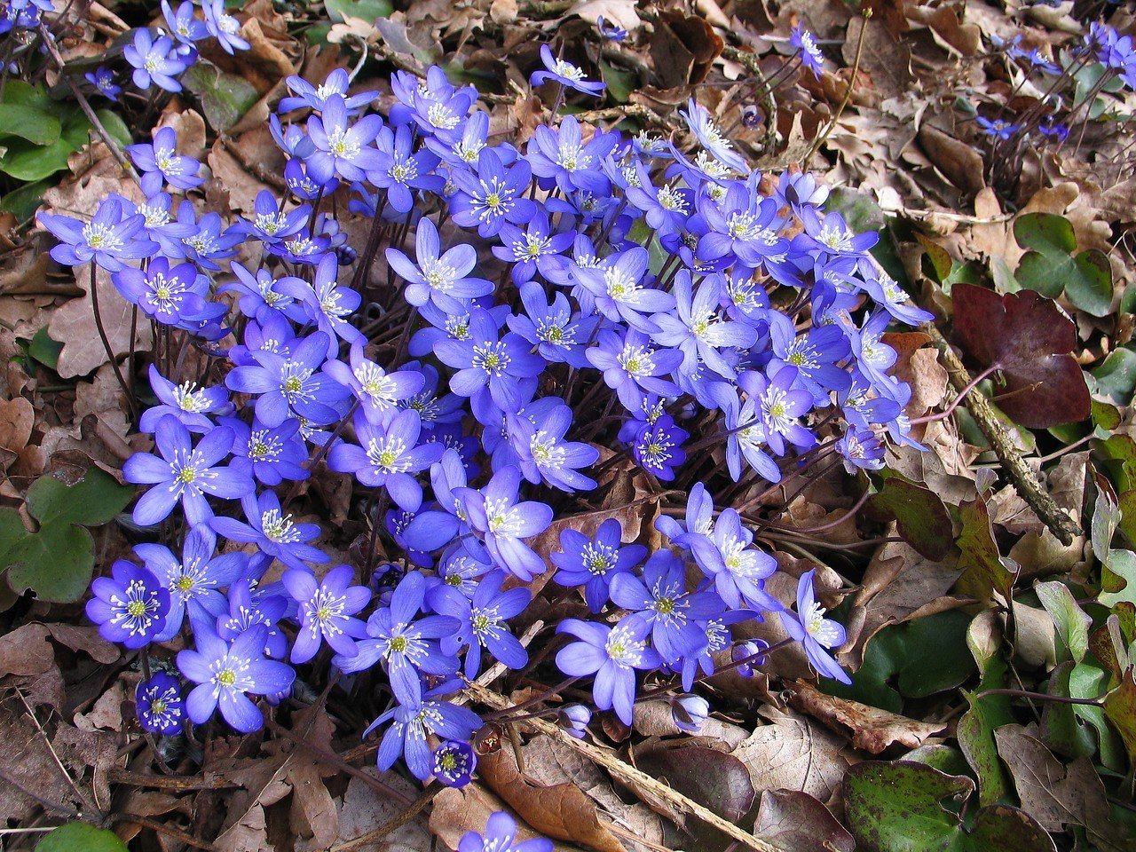 Hepatica nobilis, sinivuokko
