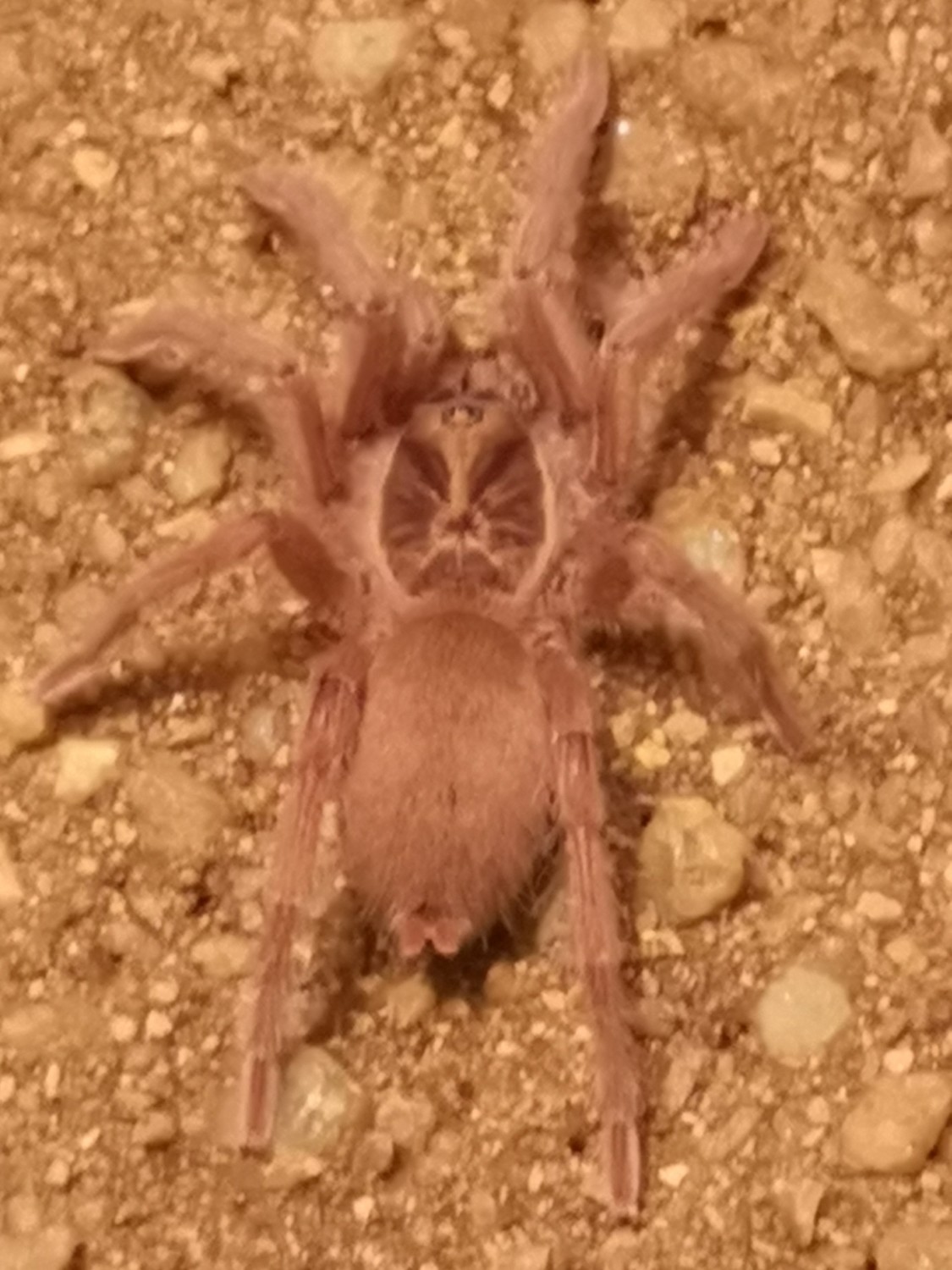 Neoholothele incei gold (2-3cm) Trinidad Olive Gold