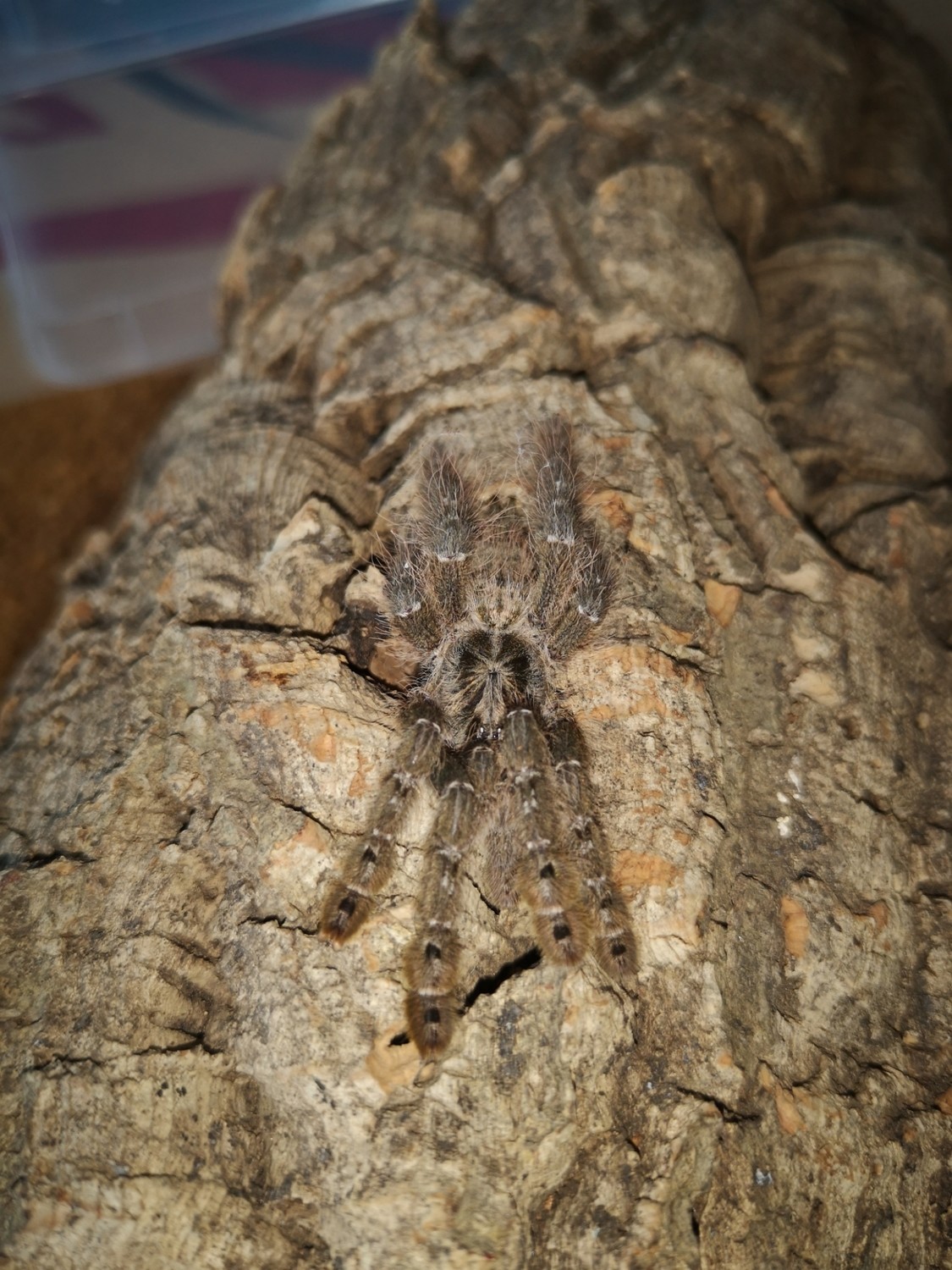Heteroscodra maculata (3-5cm) Togo Starburst Baboon