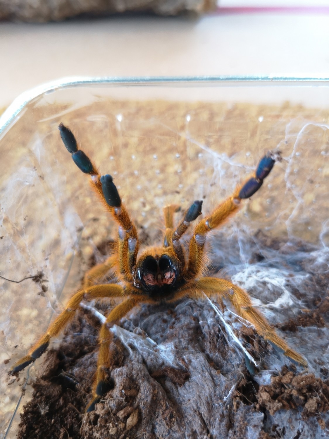 Pterinochilus murinus rcf OBT Female (6-7cm)