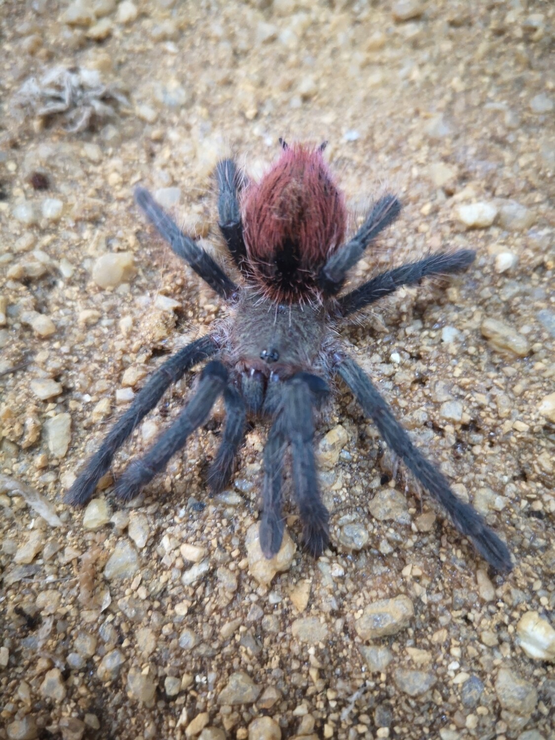 Thrixopelma ockerti (8-9cm) Peruvian flame rump