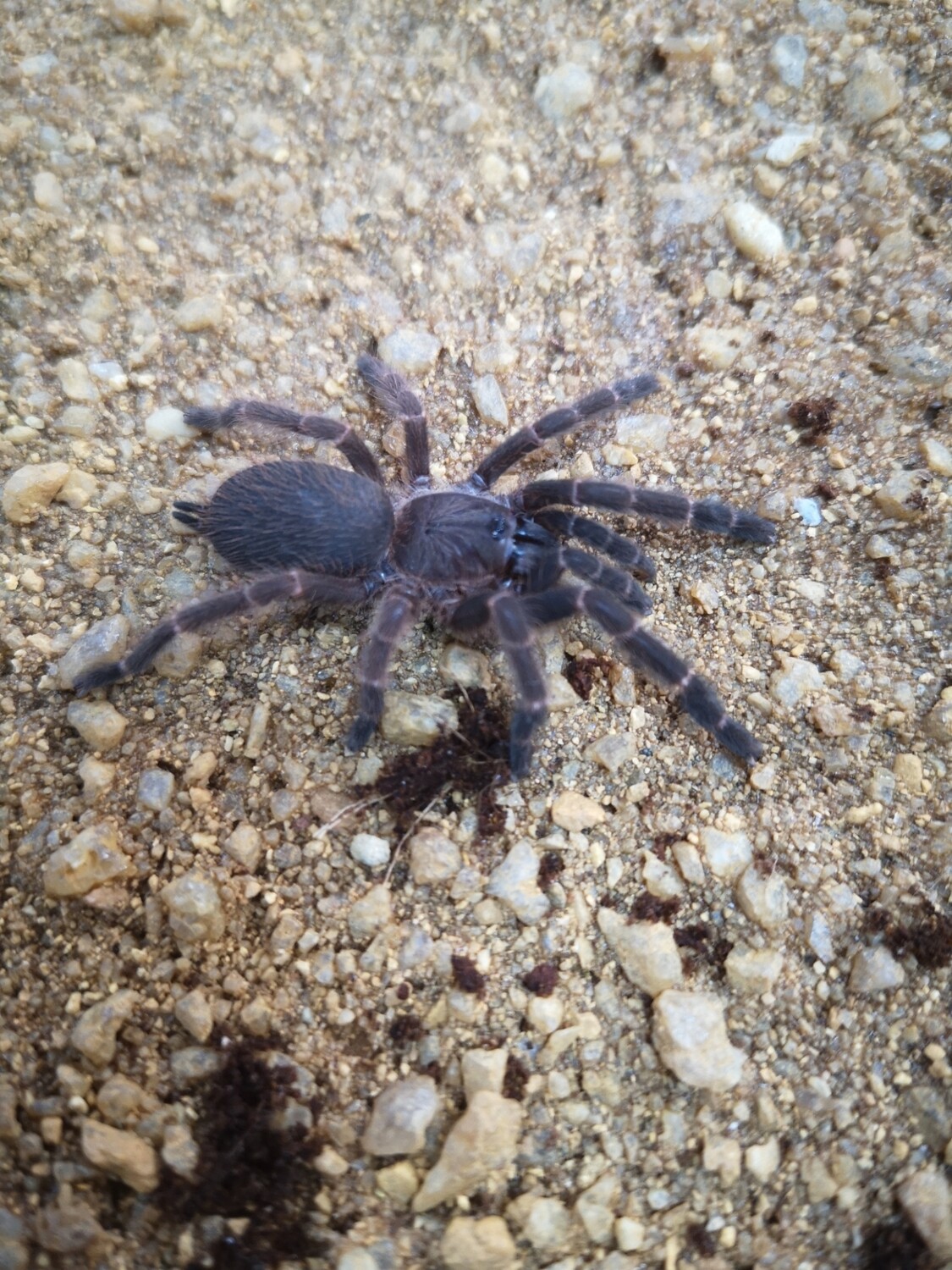 Orphnaecus sp. Blue Panay (5cm)