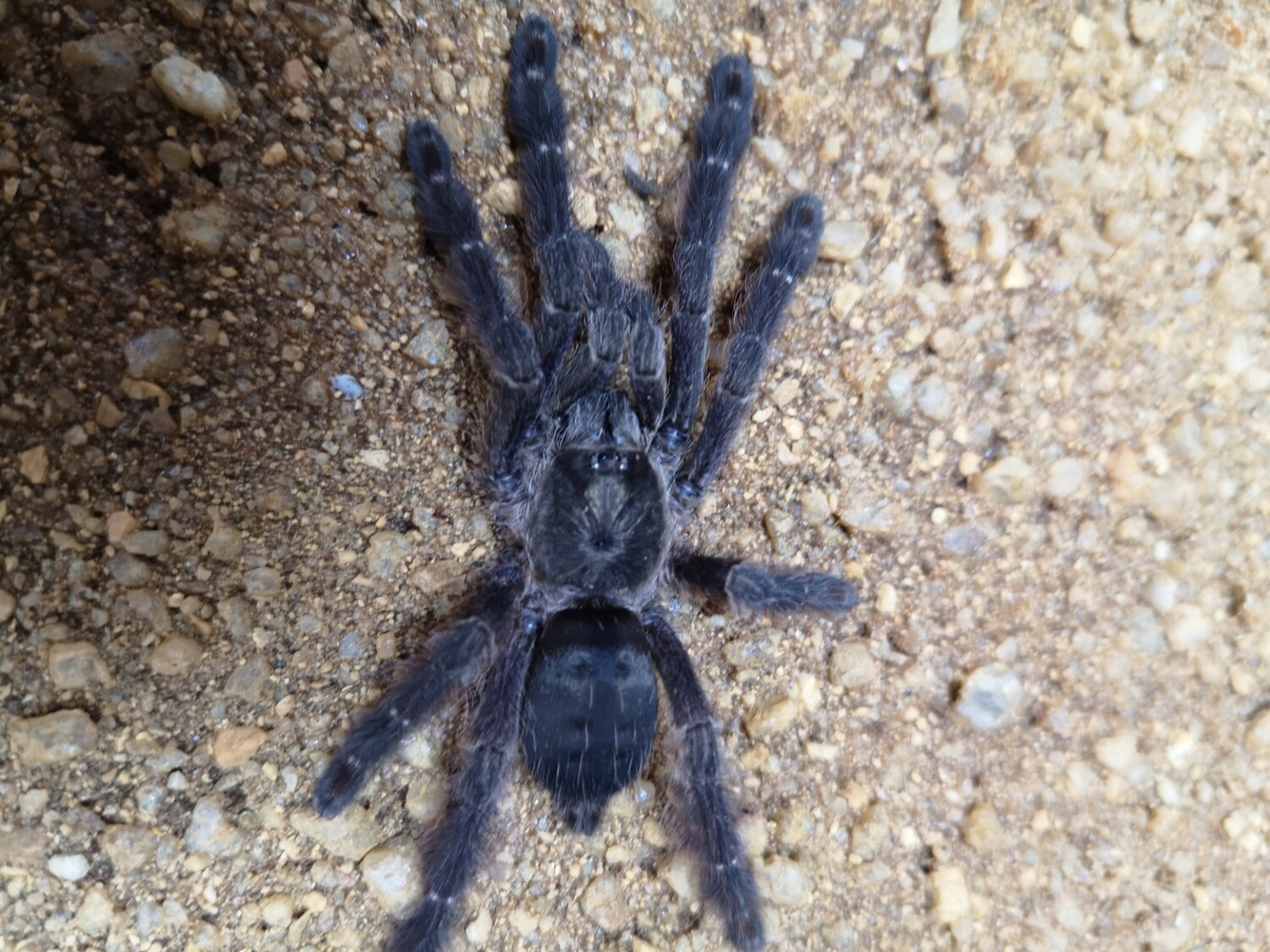 Tapinauchenius cupreus (6-7cm) Violet Tree Spider
