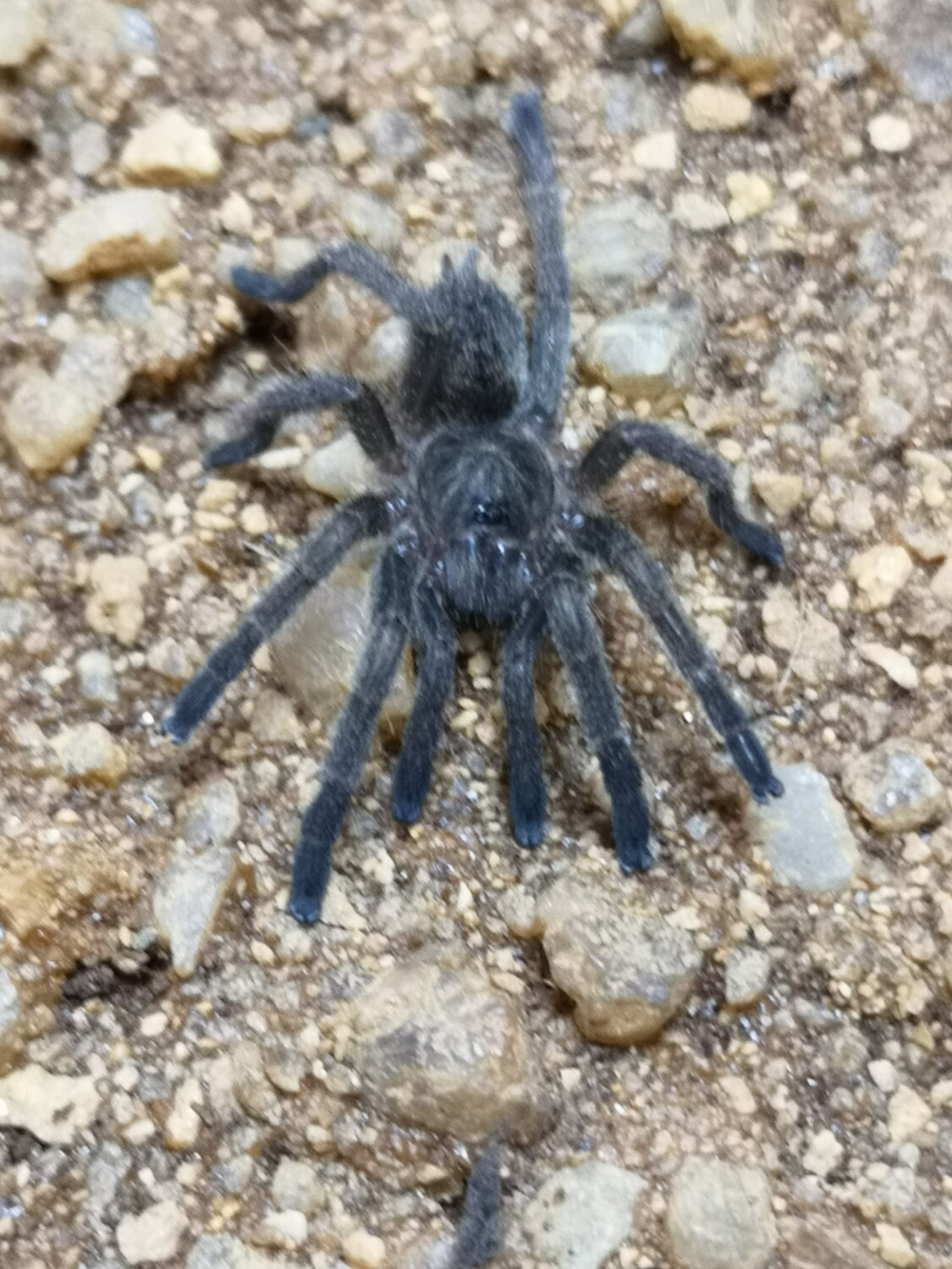 Idiothele mira Blue Foot Baboon (2-3cm)