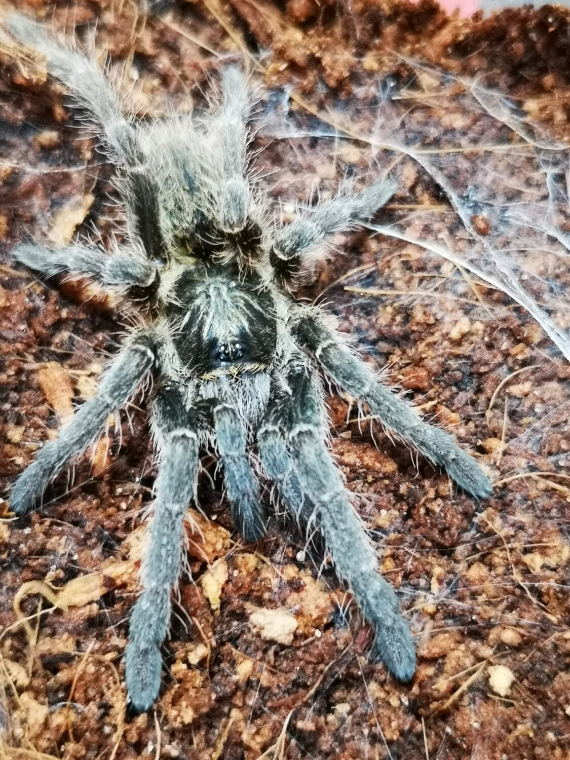 Ceratogyrus marshalli Straight Horned Baboon (3-4cm)