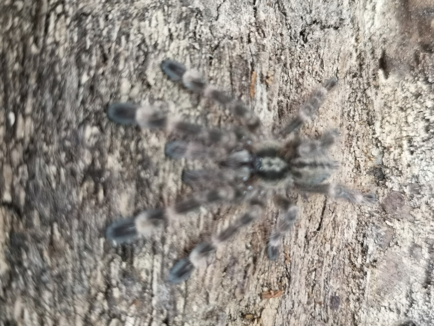 Poecilotheria subfusca Highland (5-7cm) Ivory Ornamental