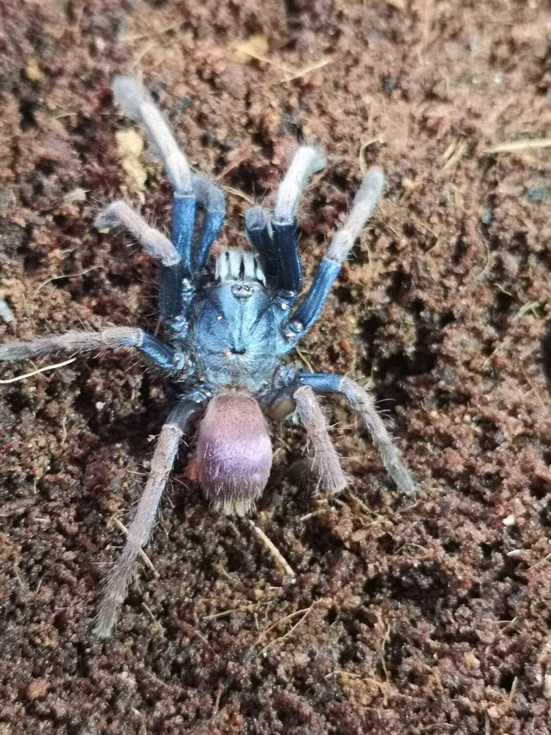 Haploclastus devamatha (4-5cm) LSD Earthtiger