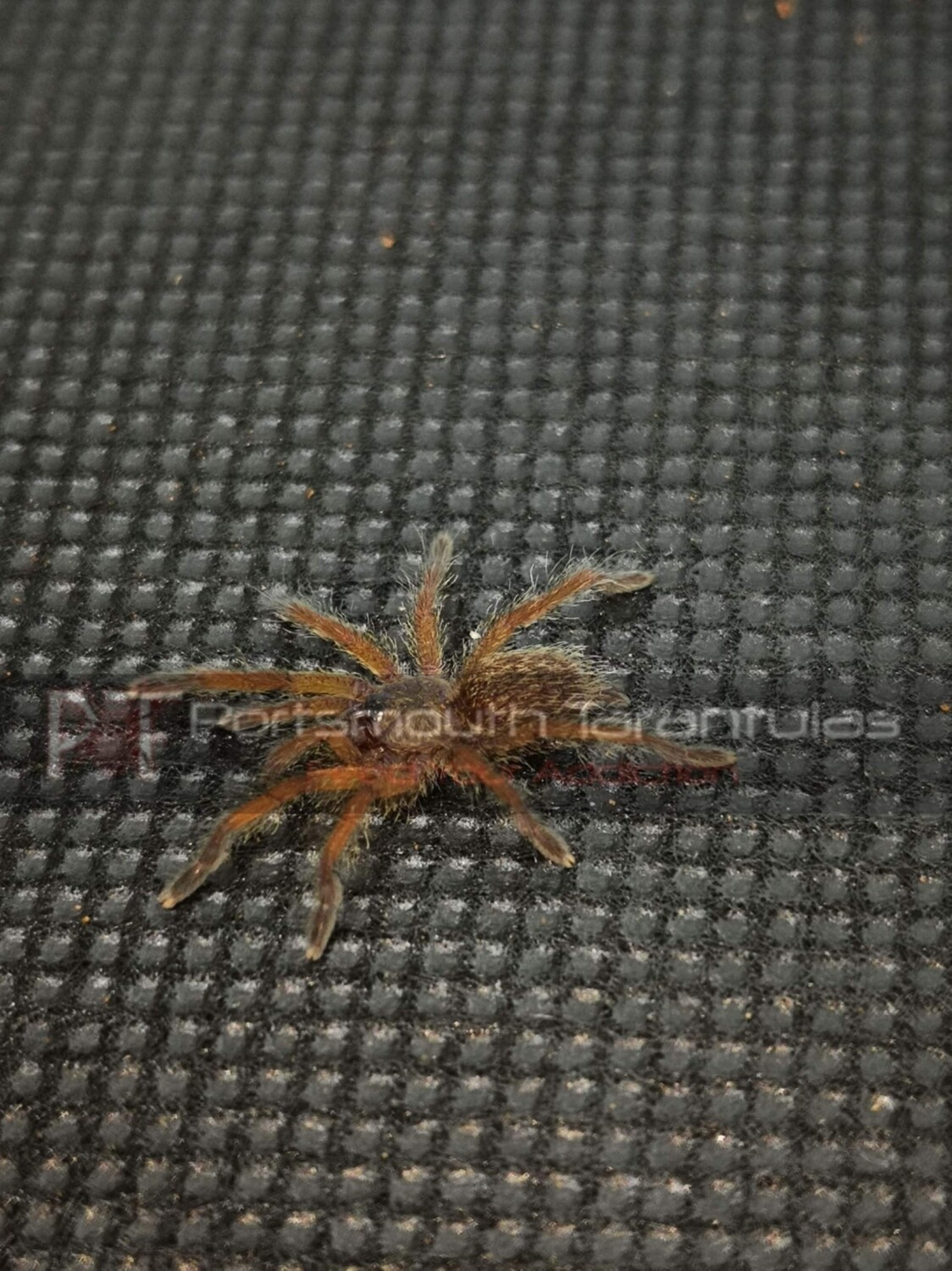 Harpactira pulchripes - Golden Blue Leg Baboon (1-2cm)
