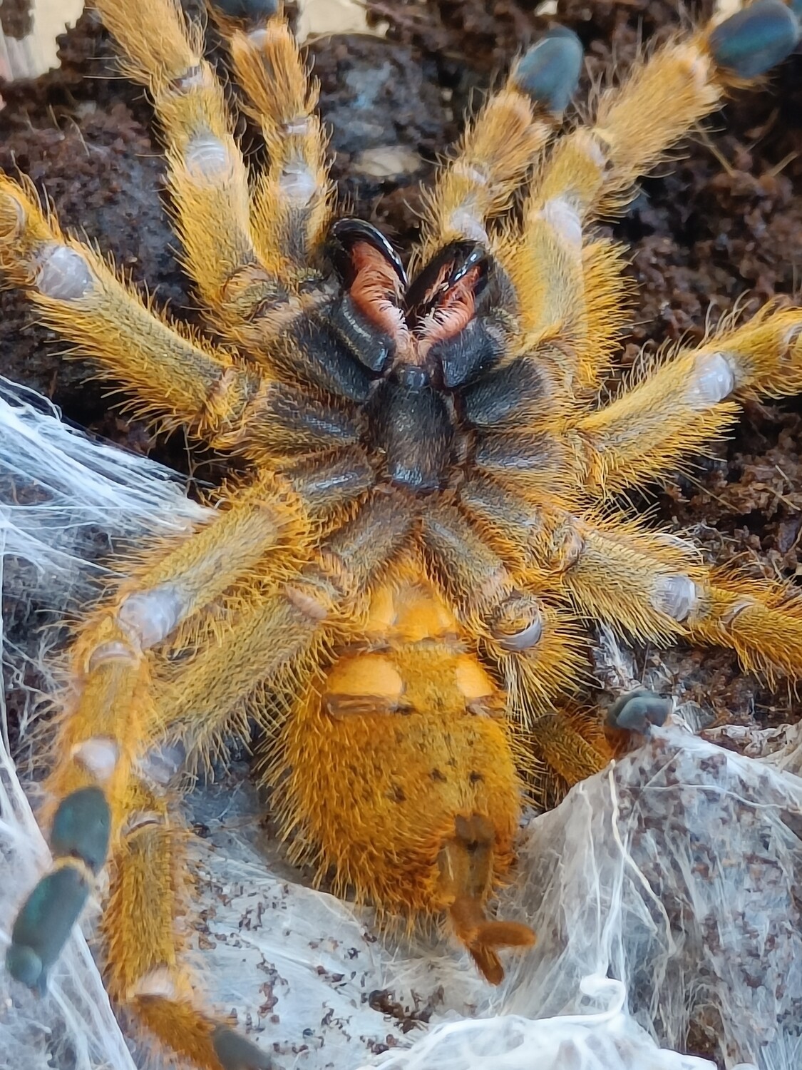 Pterinochilus murinus OBT RCF (1-2cm)